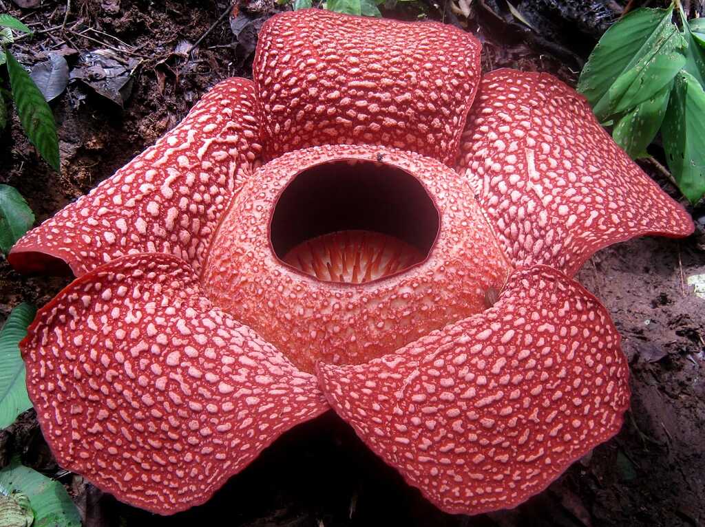 Rafflesia Arnoldii: Si Cantik Raksasa yang Penuh Misteri dari Hutan ...