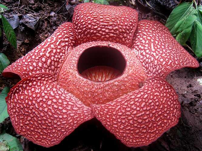 Rafflesia Arnoldii: Si Cantik Raksasa yang Penuh Misteri dari Hutan ...
